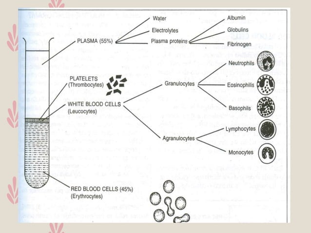 BLOOD composition&functions of blood,plasma proteins.(The Guyton and ...