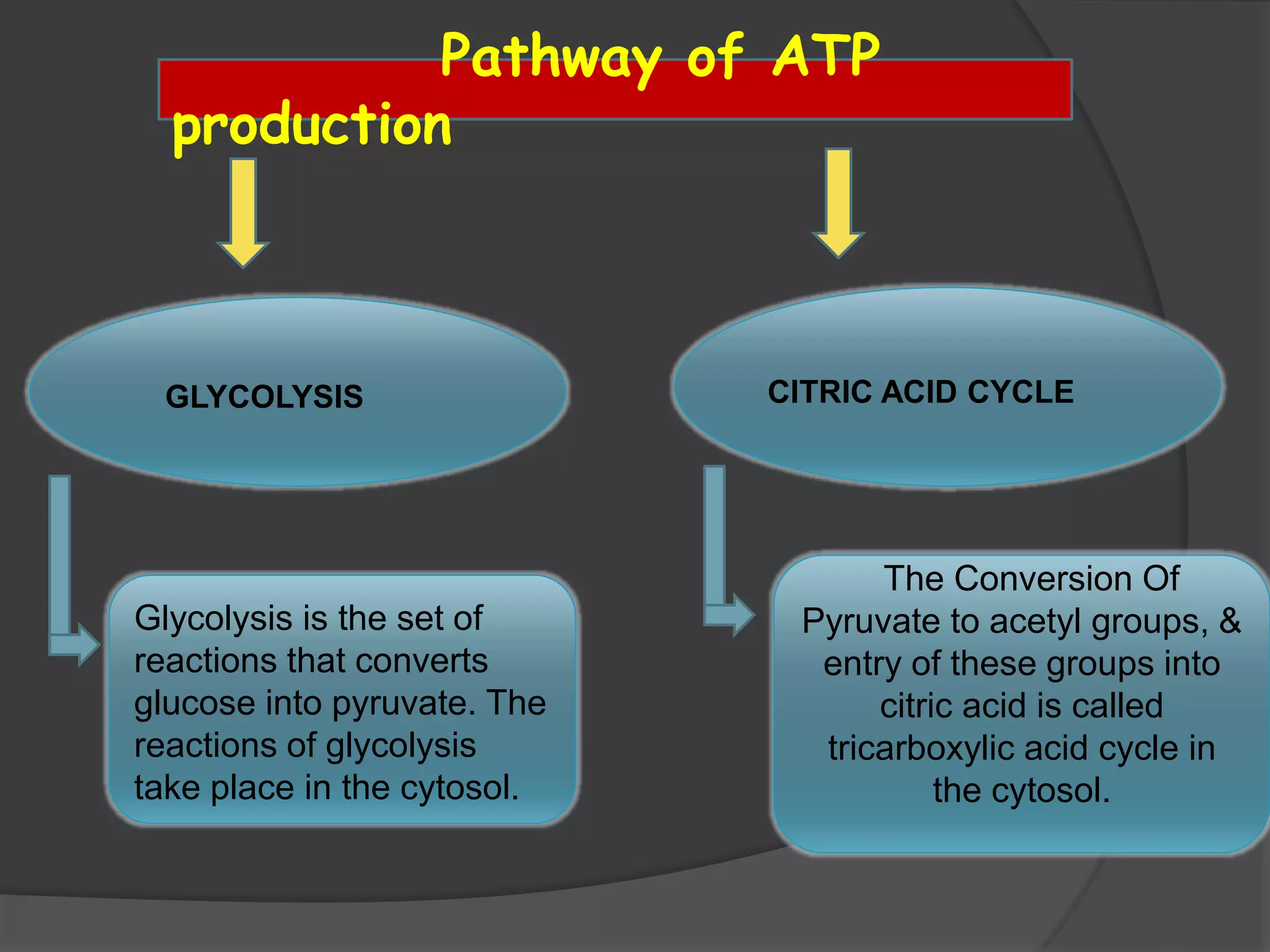 atp production & utilization ppt | PPT