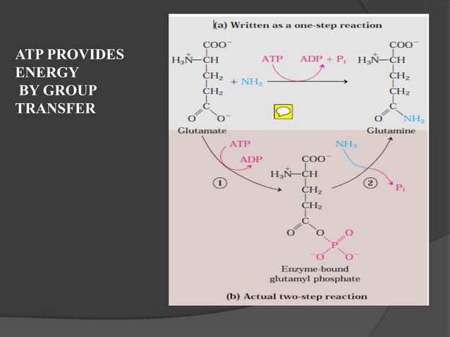 atp production & utilization ppt | PPT