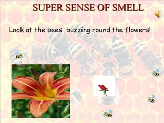 1.super senses | PPTX