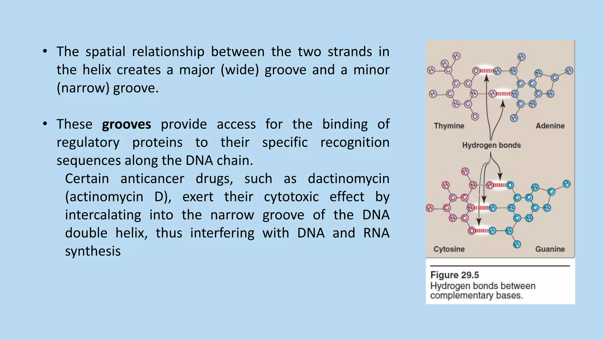 Structure of DNA | PPT