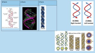 Structure of DNA | PPT