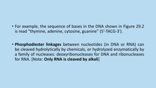 Structure of DNA | PPT