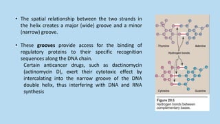 Structure of DNA | PPTX