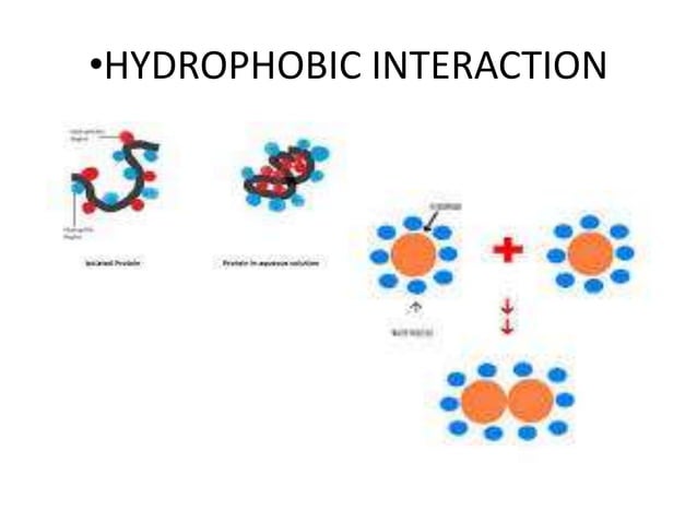 hydrophobic interaction | PPTX