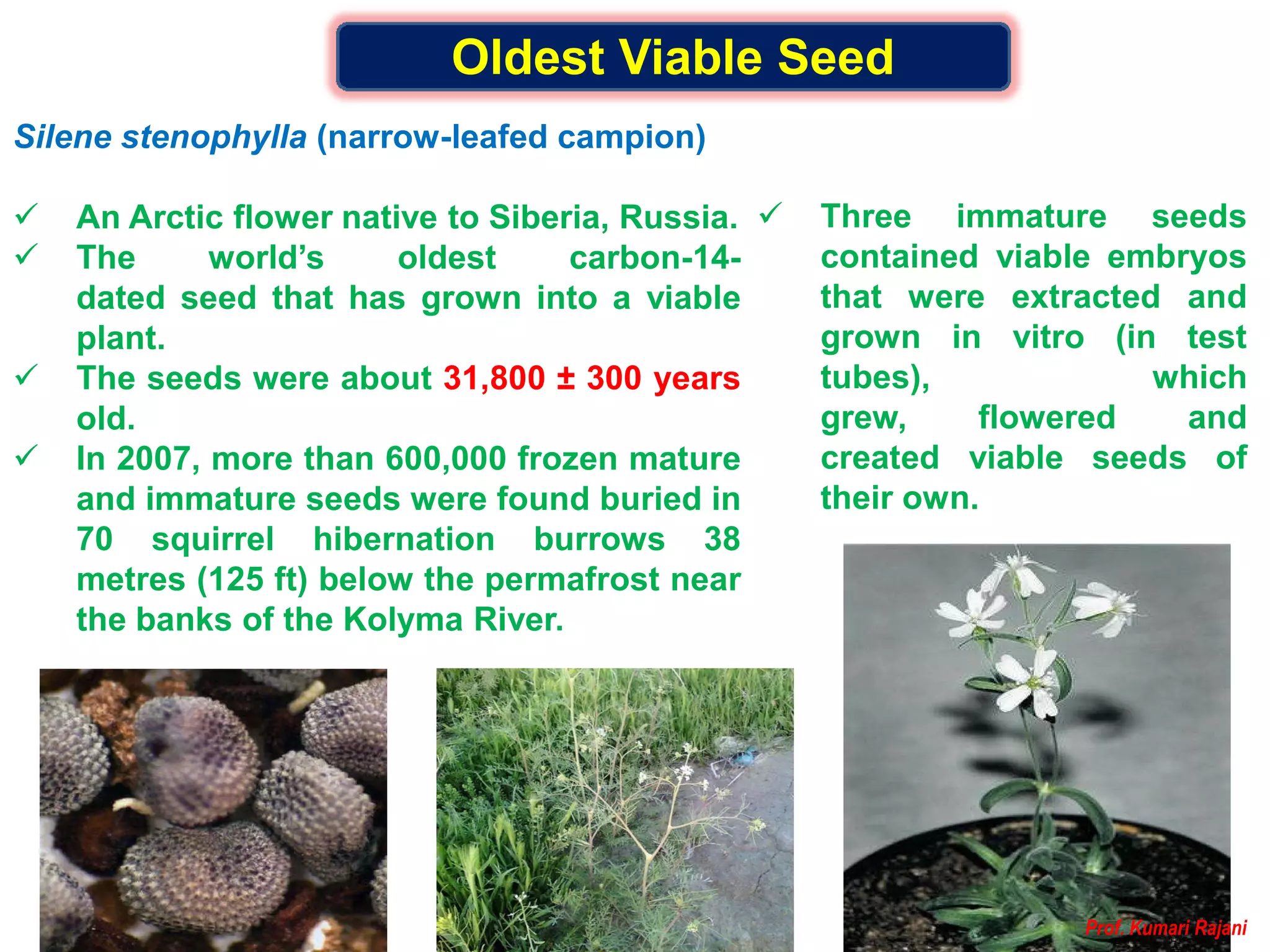 Classification of seeds | PDF