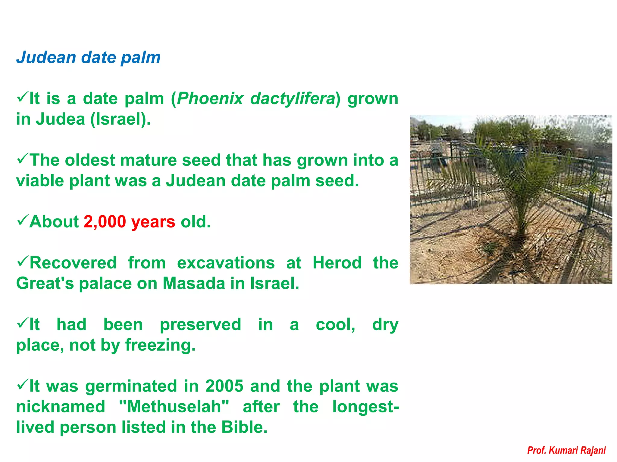 Classification of seeds | PDF