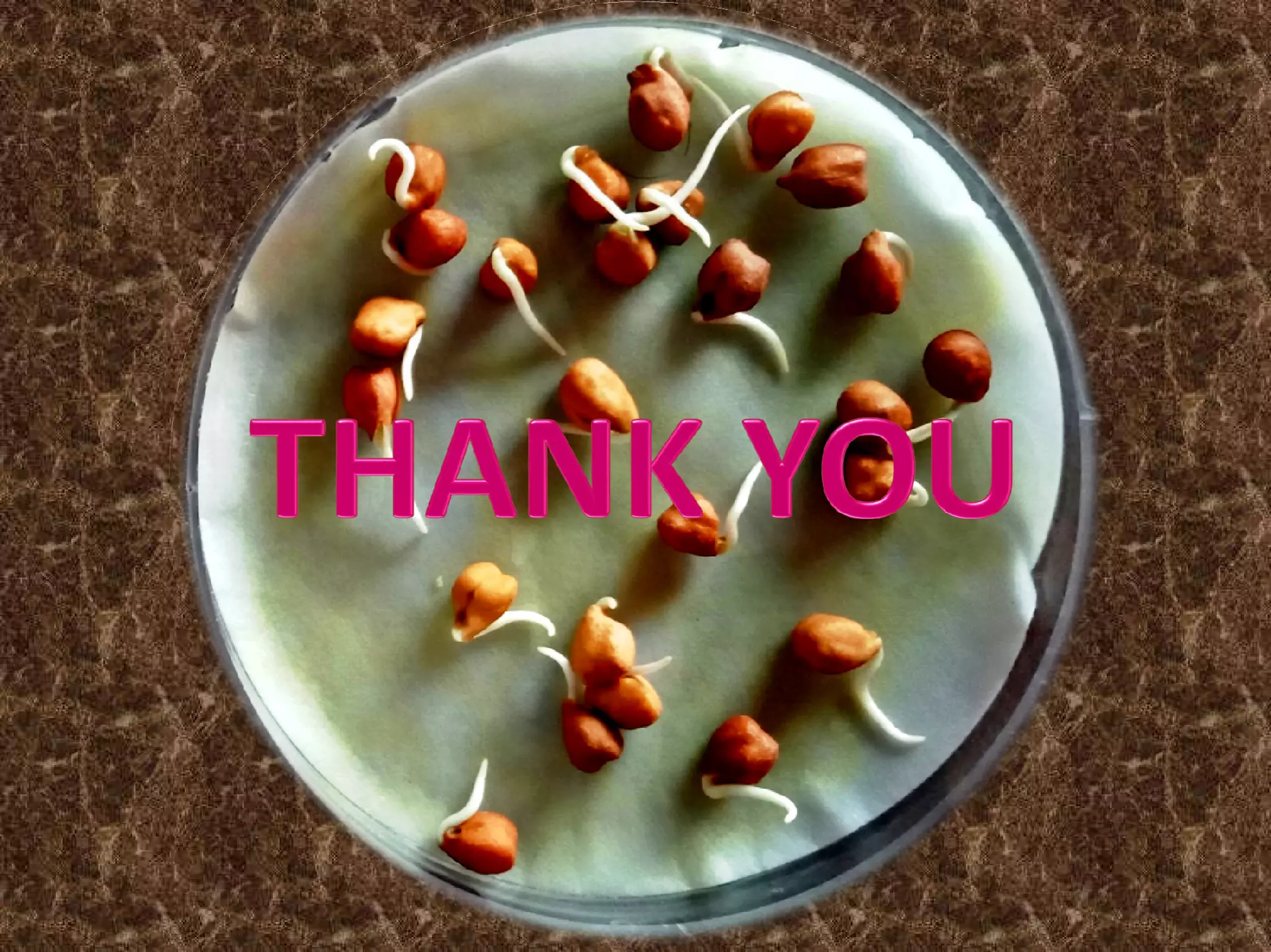 Classification of seeds | PDF