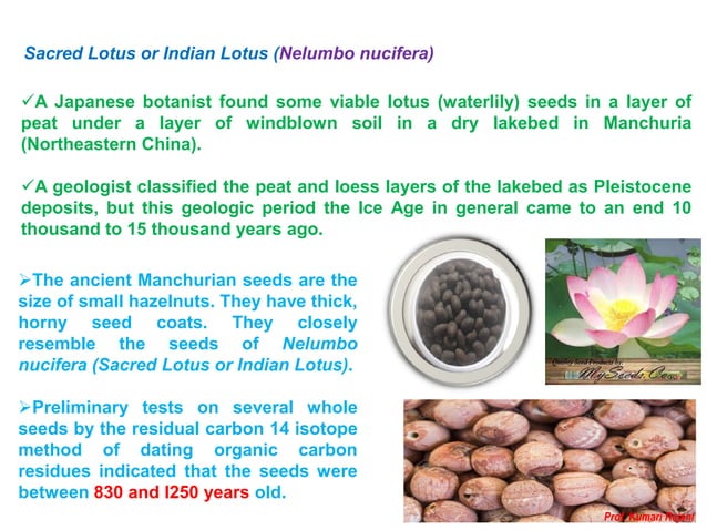 Classification of seeds | PDF