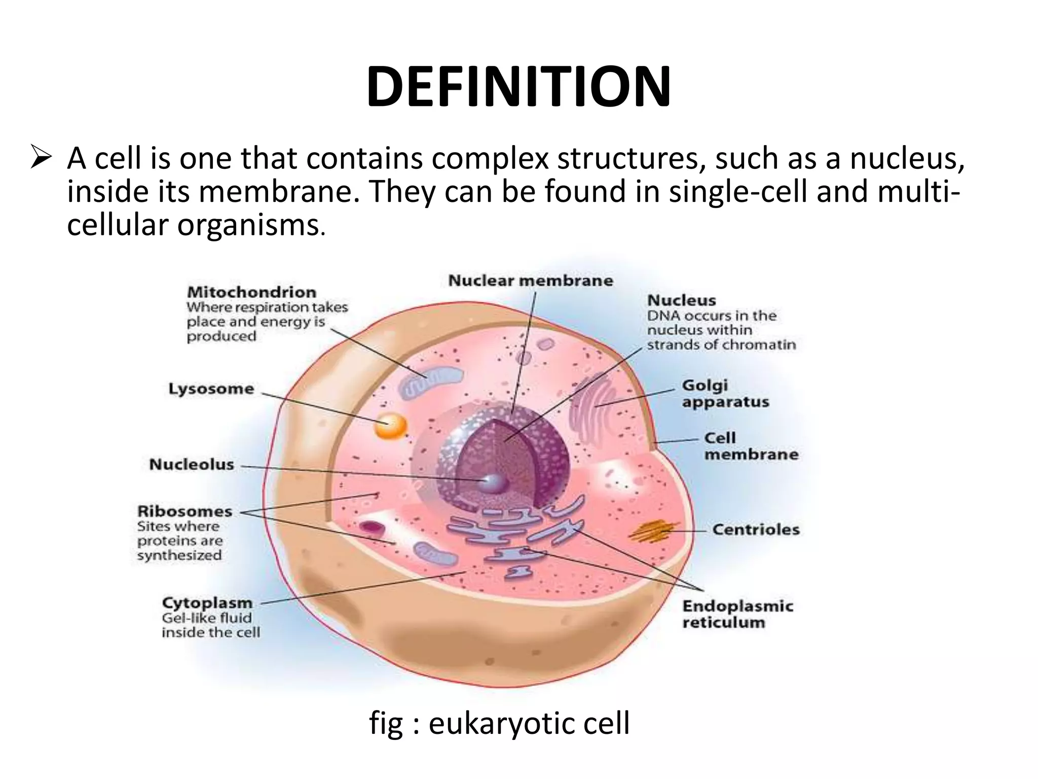 Eukaryotic Cell By Kk Sahu Sir Pptx