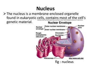 Eukaryotic cell By KK Sahu Sir | PPTX