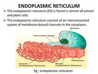 Eukaryotic cell By KK Sahu Sir | PPTX