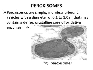 Eukaryotic cell By KK Sahu Sir | PPT