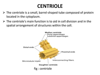 Eukaryotic cell By KK Sahu Sir | PPT