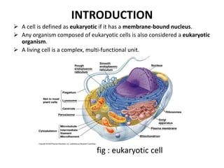 Eukaryotic cell By KK Sahu Sir | PPTX