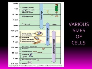 Diversity of cell size & shape By KK Sahu Sir | PPT