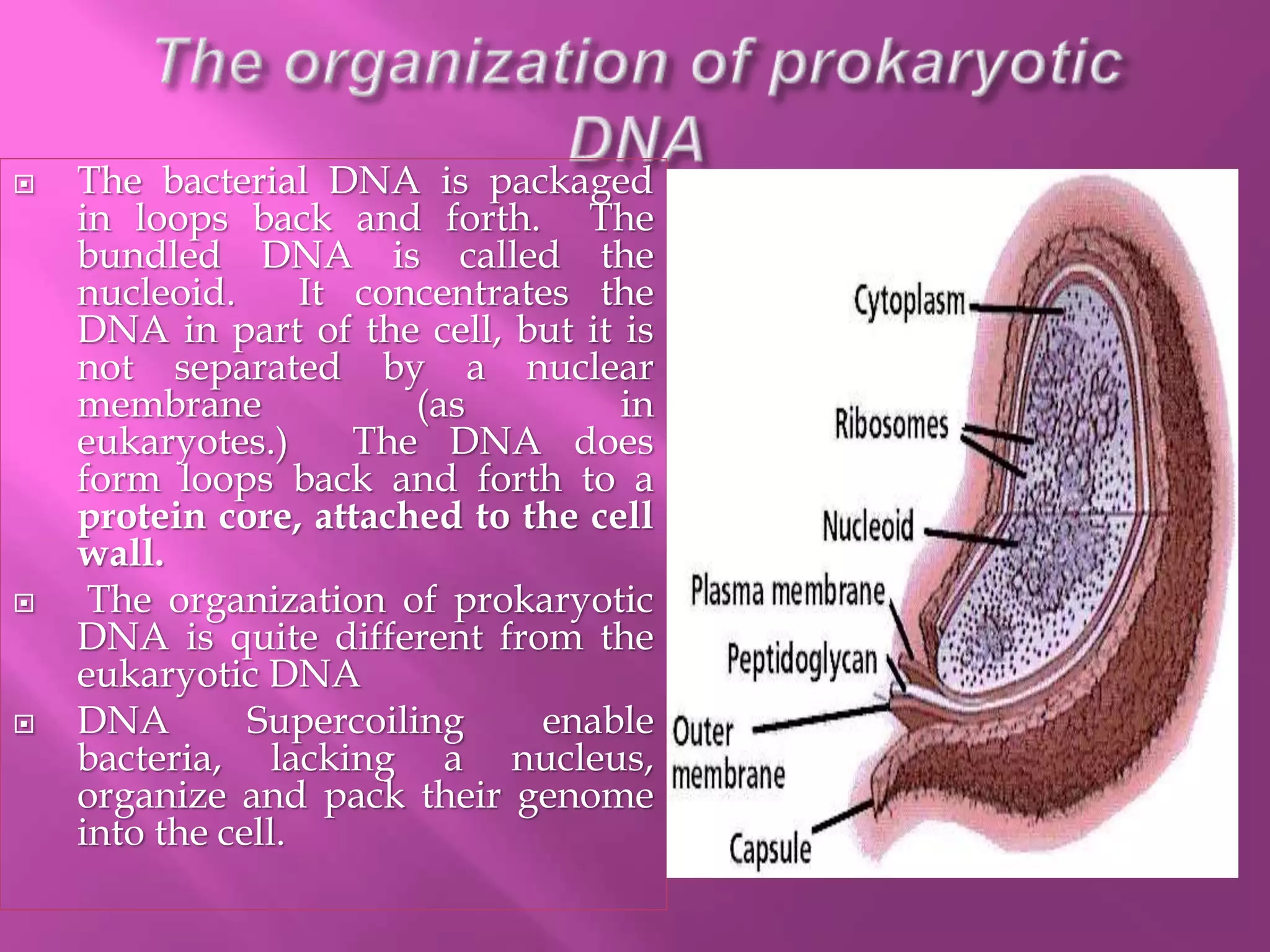 Molecular different between Prokaryotic and eukaryotic cell By KK Sahu ...