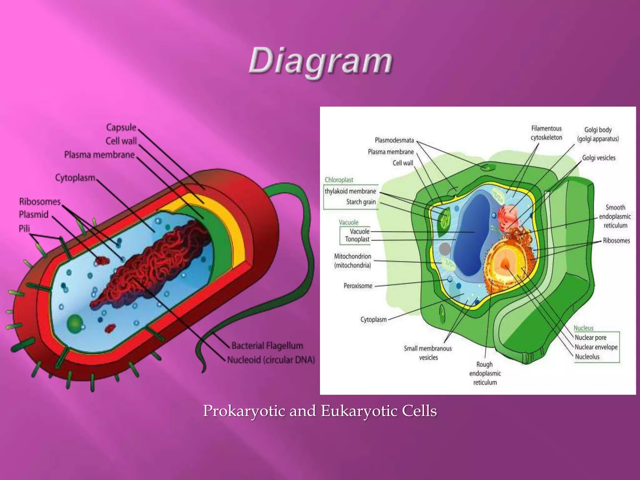 Molecular different between Prokaryotic and eukaryotic cell By KK Sahu ...