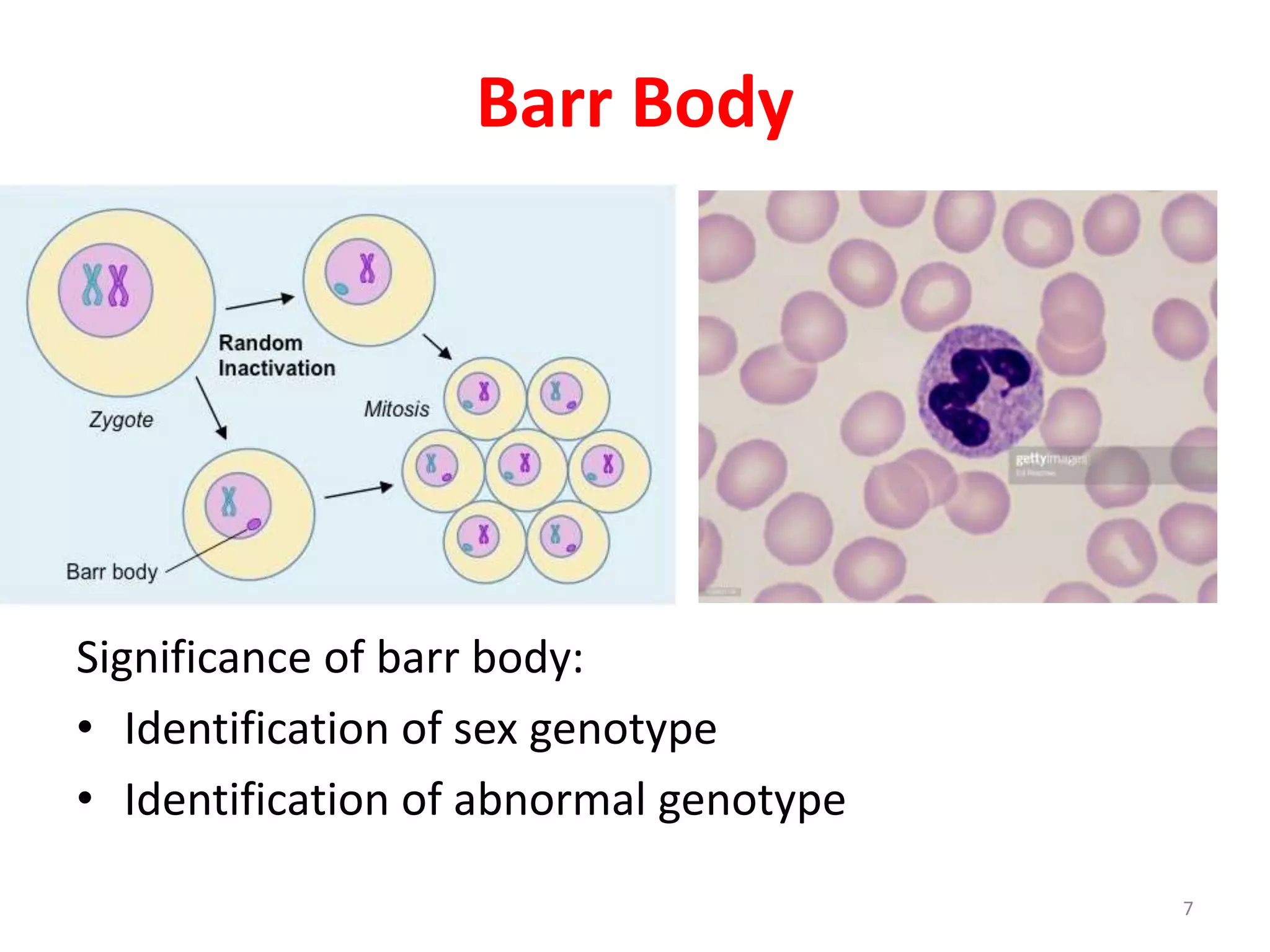 Sexual Growth & Development | PPTX