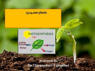 C3 C4 And Cam Plants