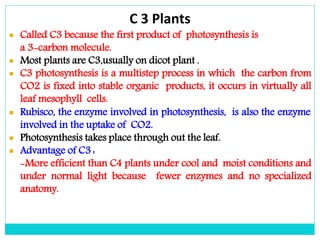 C3 C4 And Cam Plants