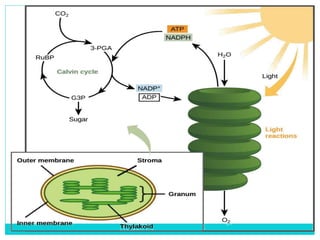 Cam Photosynthesis Diagram