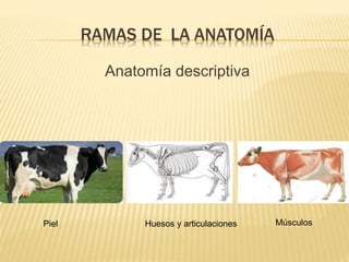 1.1 conceptos generales de anatomía y fisiología animal | PPTX