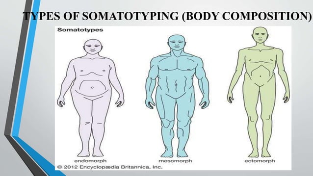 Body composition (Somatotyping) | PPTX