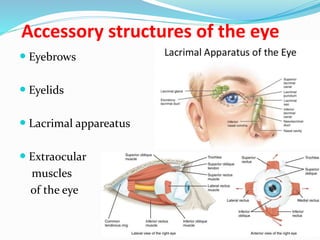 Eye general anatomy | PPTX