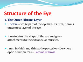 Eye general anatomy | PPTX