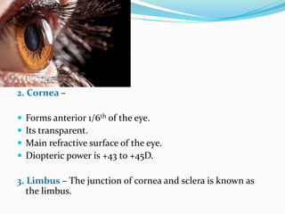 Eye general anatomy | PPTX