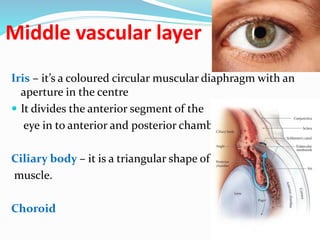Eye general anatomy | PPTX