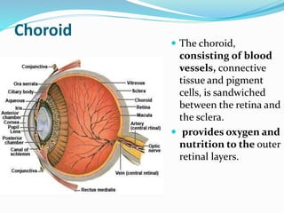 Eye general anatomy | PPTX