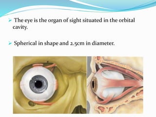 Eye general anatomy | PPTX
