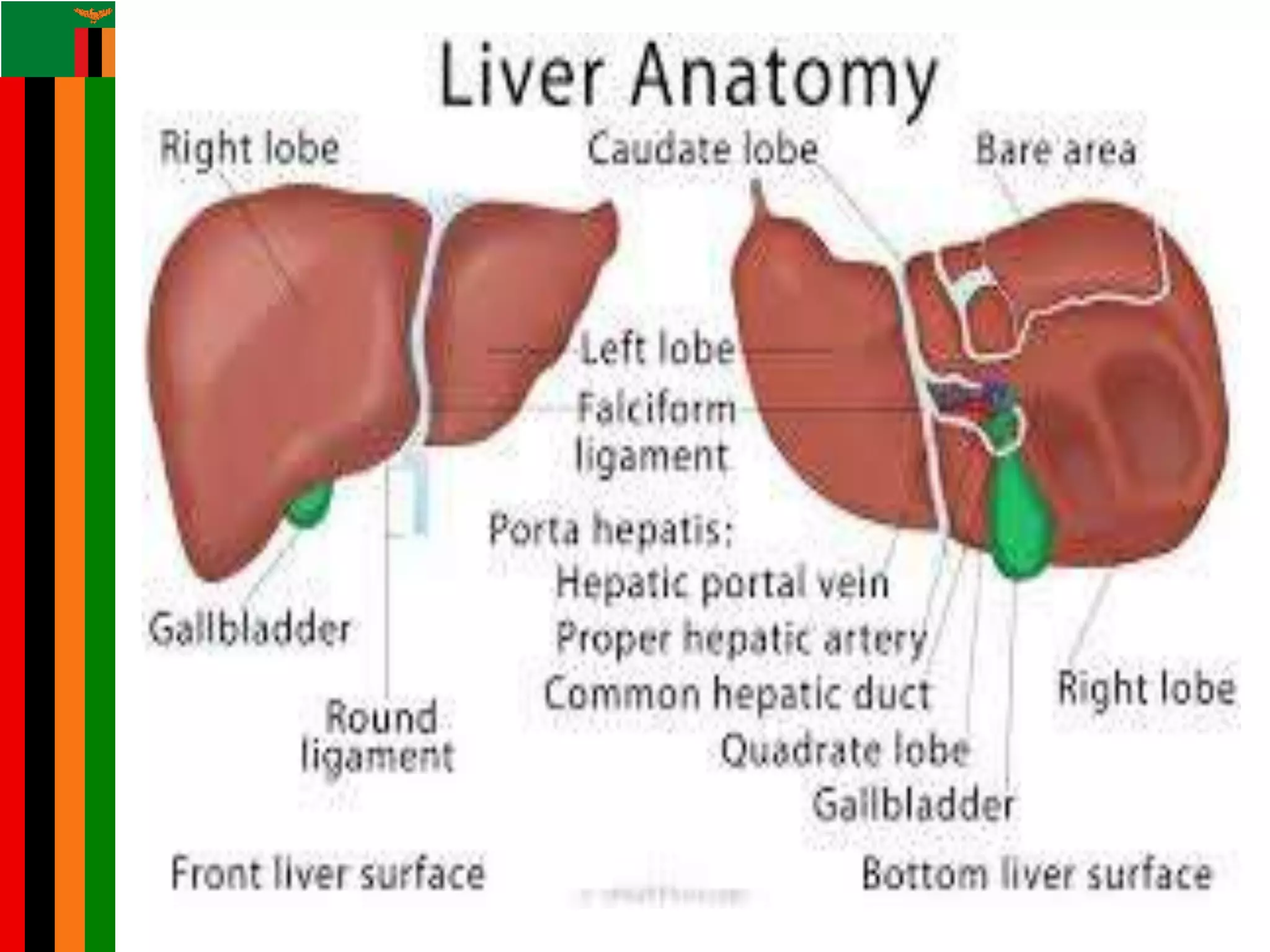Viral hepatitis Mr Mulundano | PPTX | Digestive Disorders | Diseases and Conditions