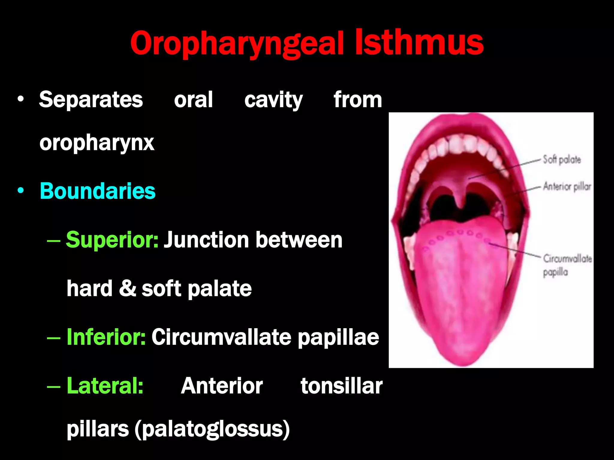 1. anatomy of oral cavity, pharynx and esophagus | PPT