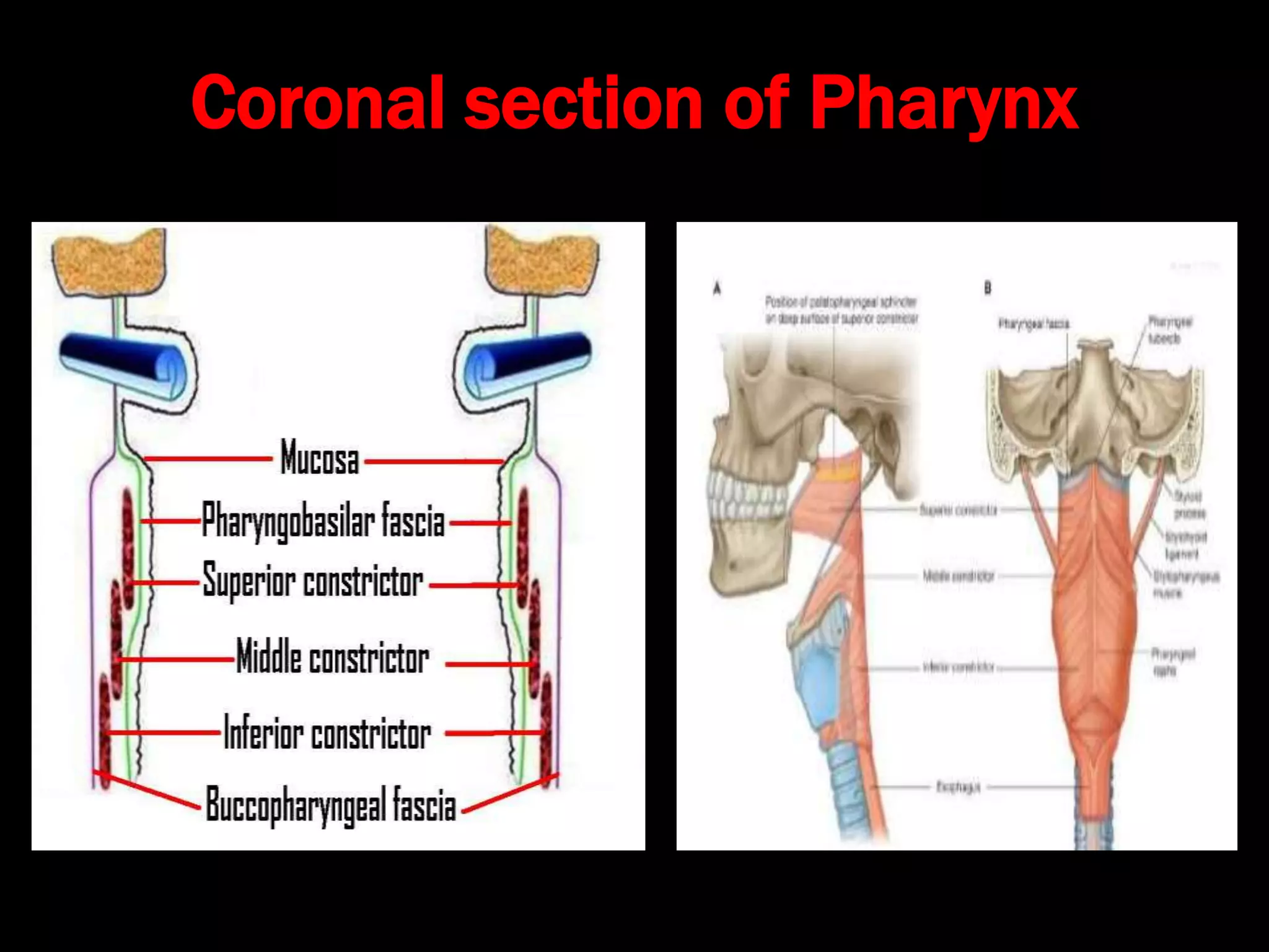 1. anatomy of oral cavity, pharynx and esophagus | PPT