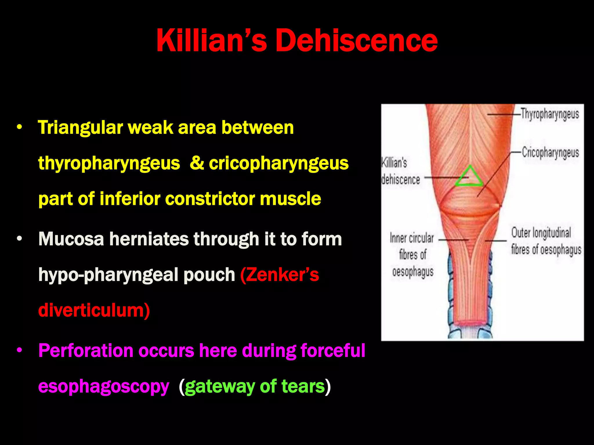 1. anatomy of oral cavity, pharynx and esophagus | PPT