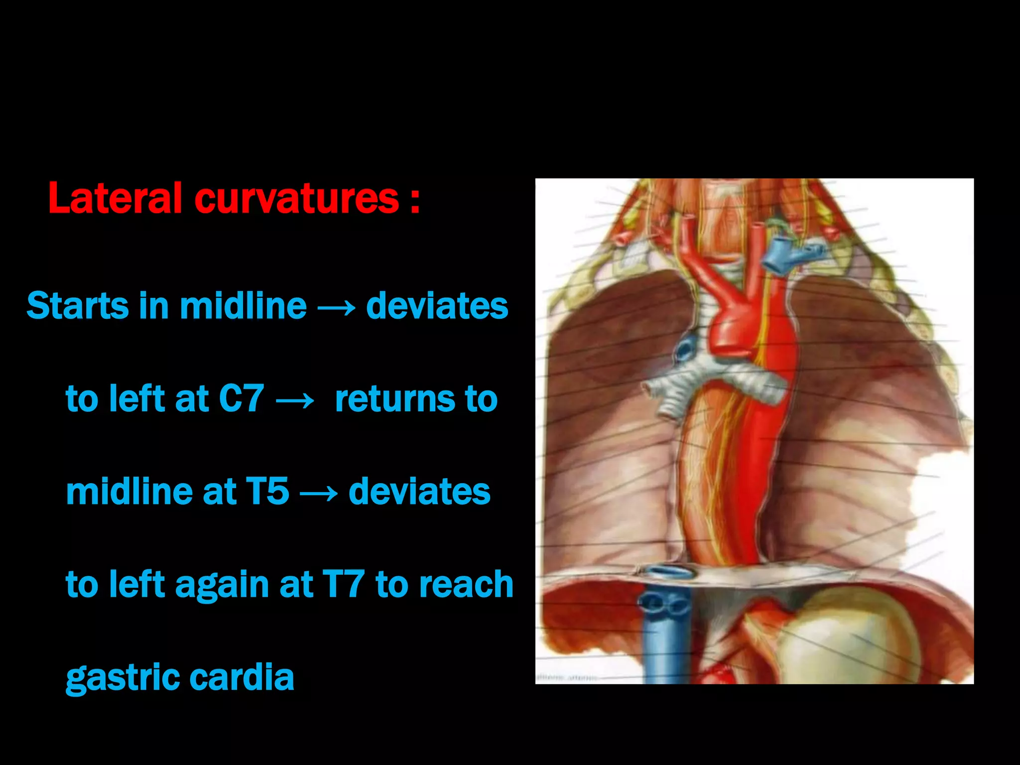 1. anatomy of oral cavity, pharynx and esophagus | PPT
