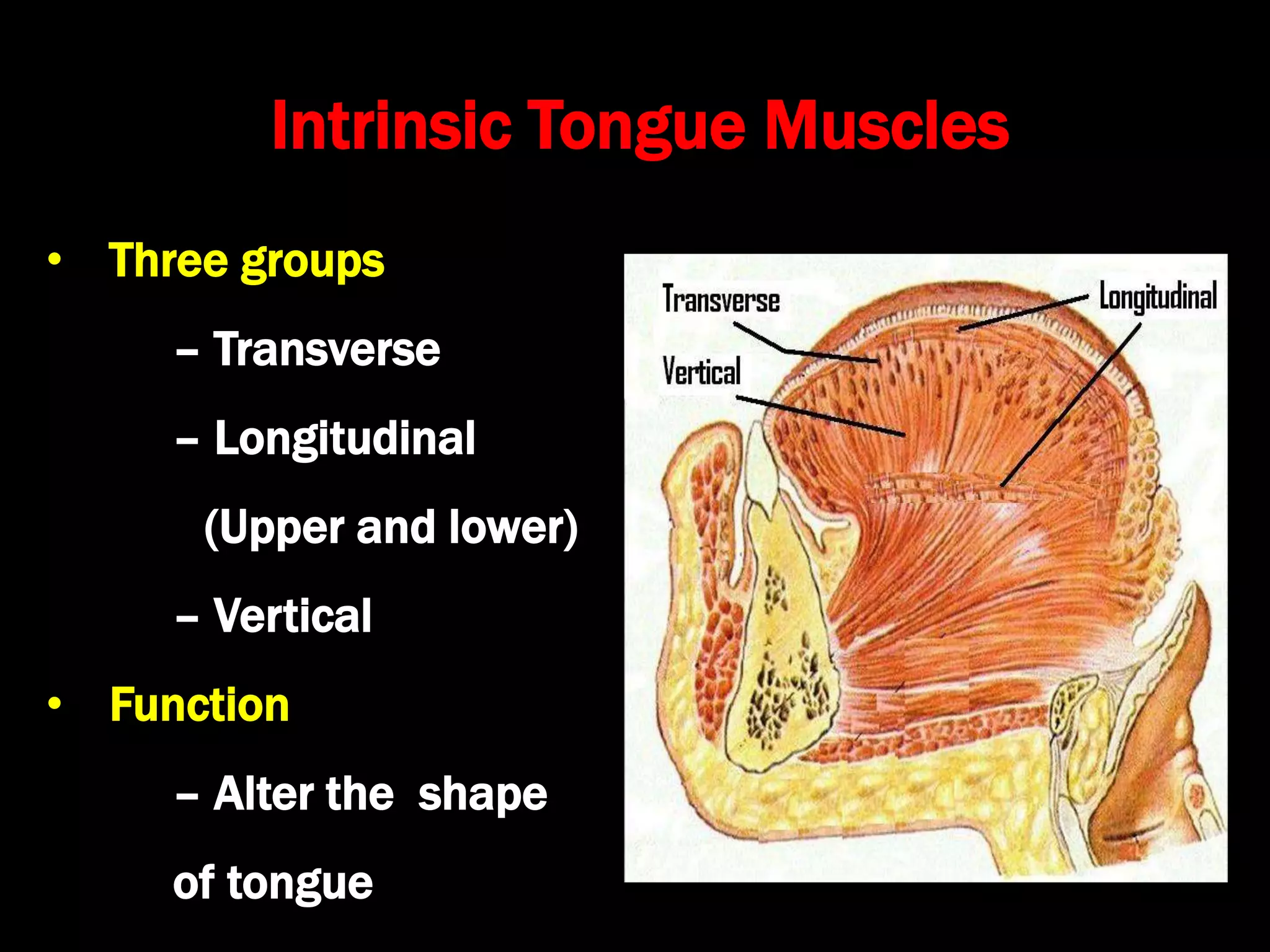 1. anatomy of oral cavity, pharynx and esophagus | PPT
