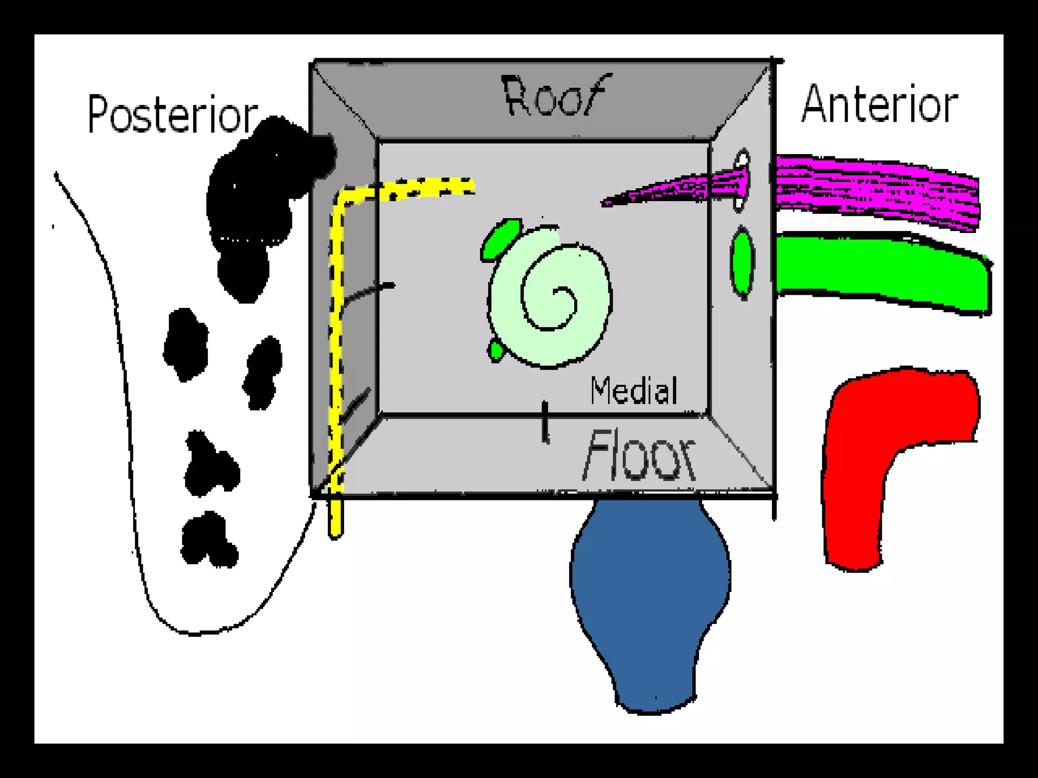 1. anatomy of ear and mastoid | PPT