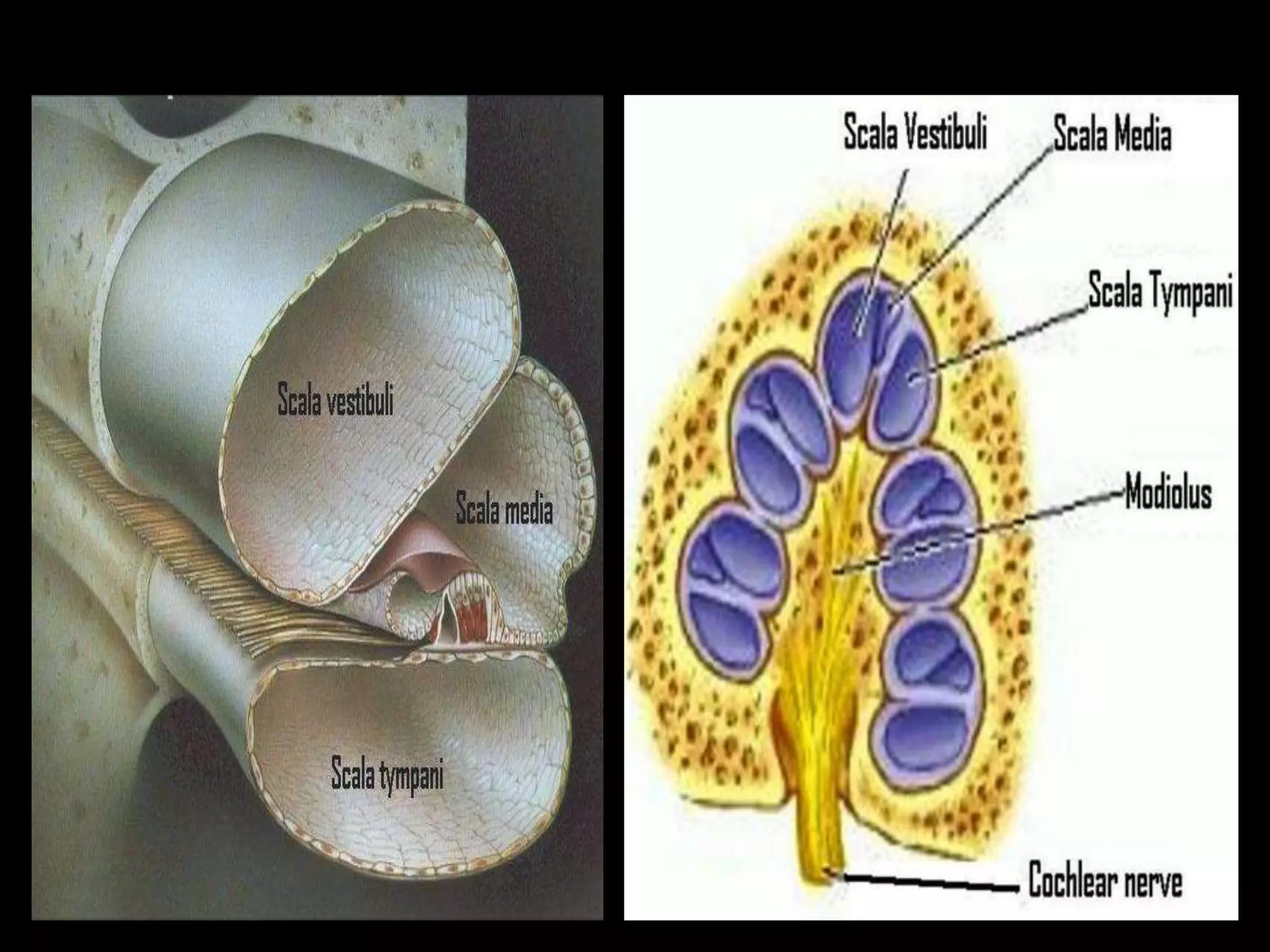 1. anatomy of ear and mastoid | PPT