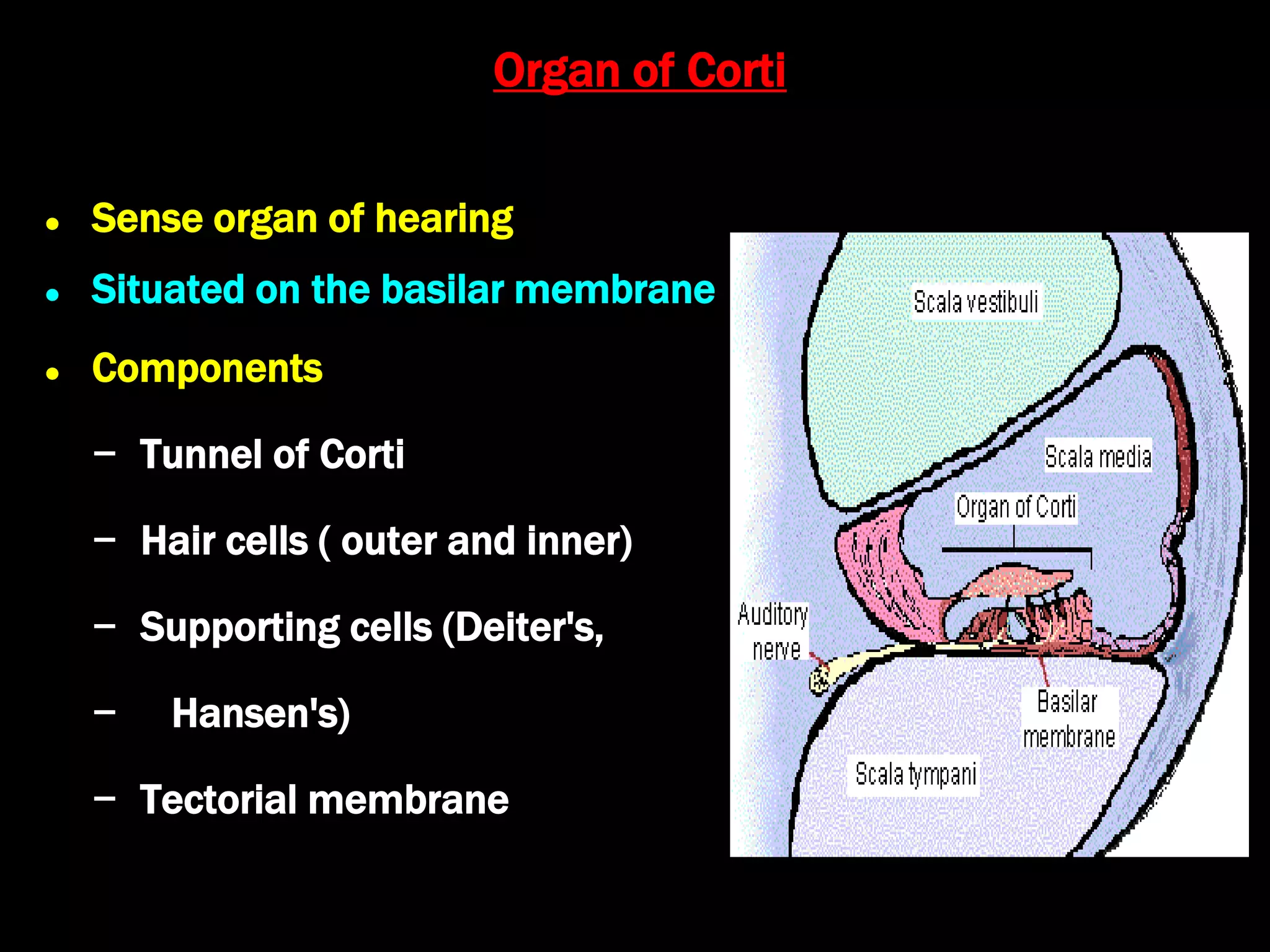 1. anatomy of ear and mastoid | PPT