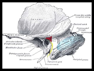 Suprameatal Triangle