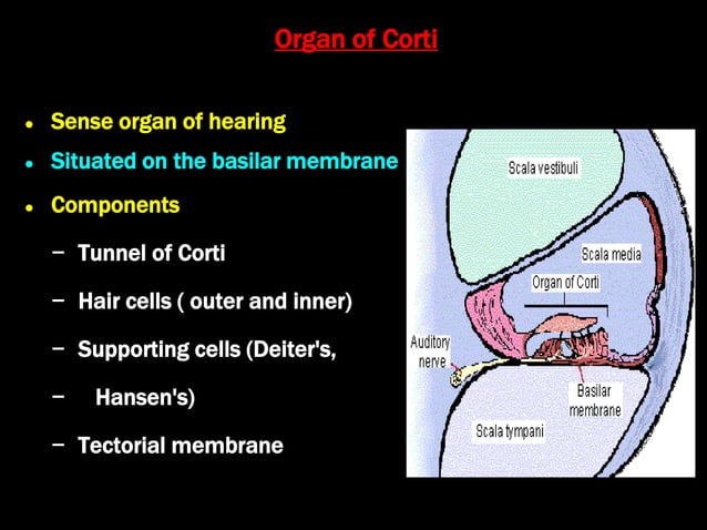 1. anatomy of ear and mastoid | PPT | Ear, Nose and Throat Conditions ...