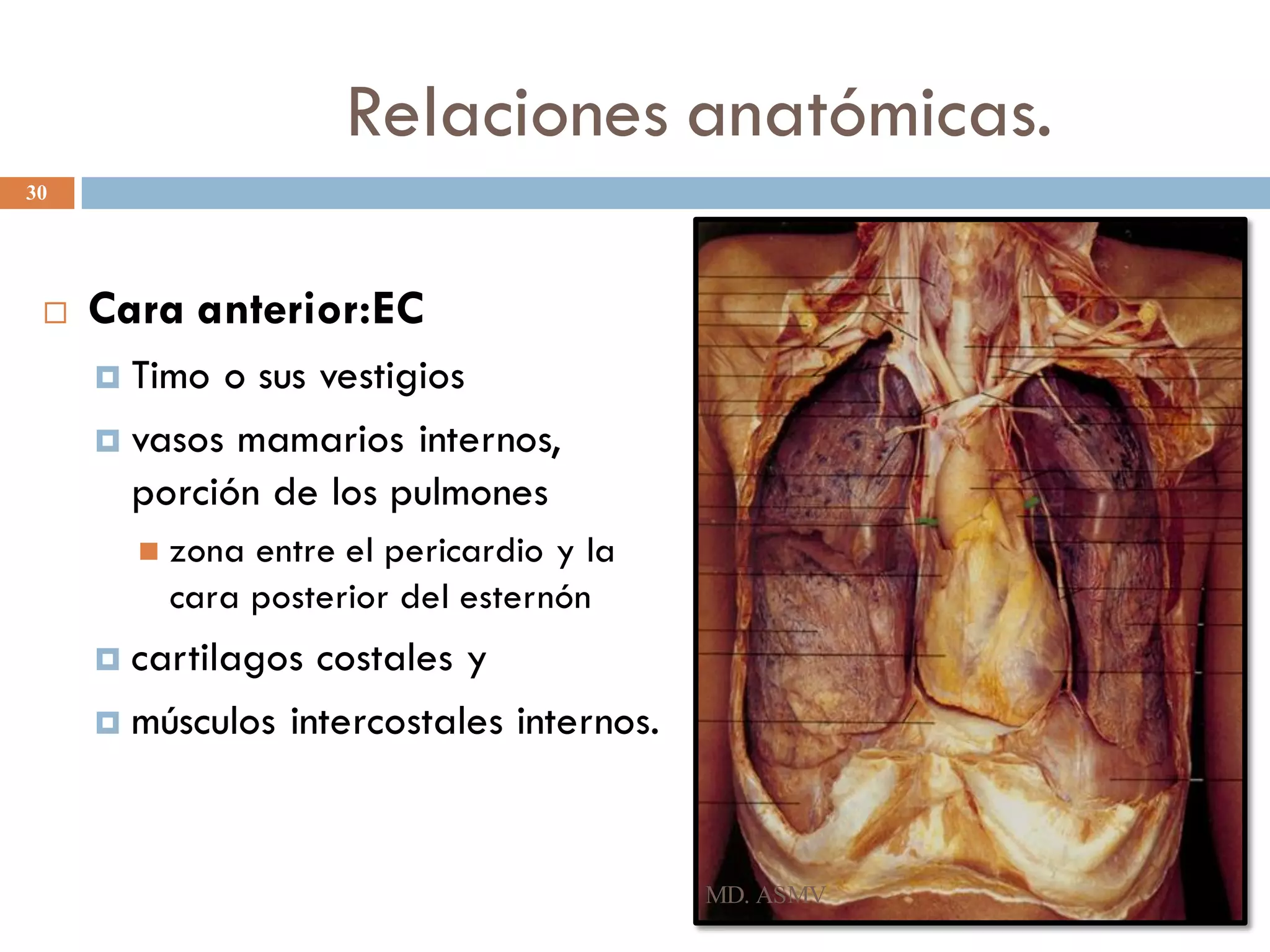 1. Anatomia del Corazon | PPT