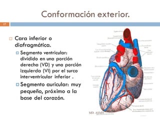 1. Anatomia del Corazon | PDF