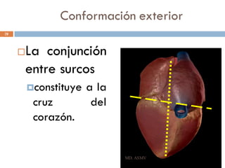 1. Anatomia del Corazon | PDF