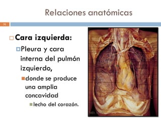 1. Anatomia del Corazon | PDF