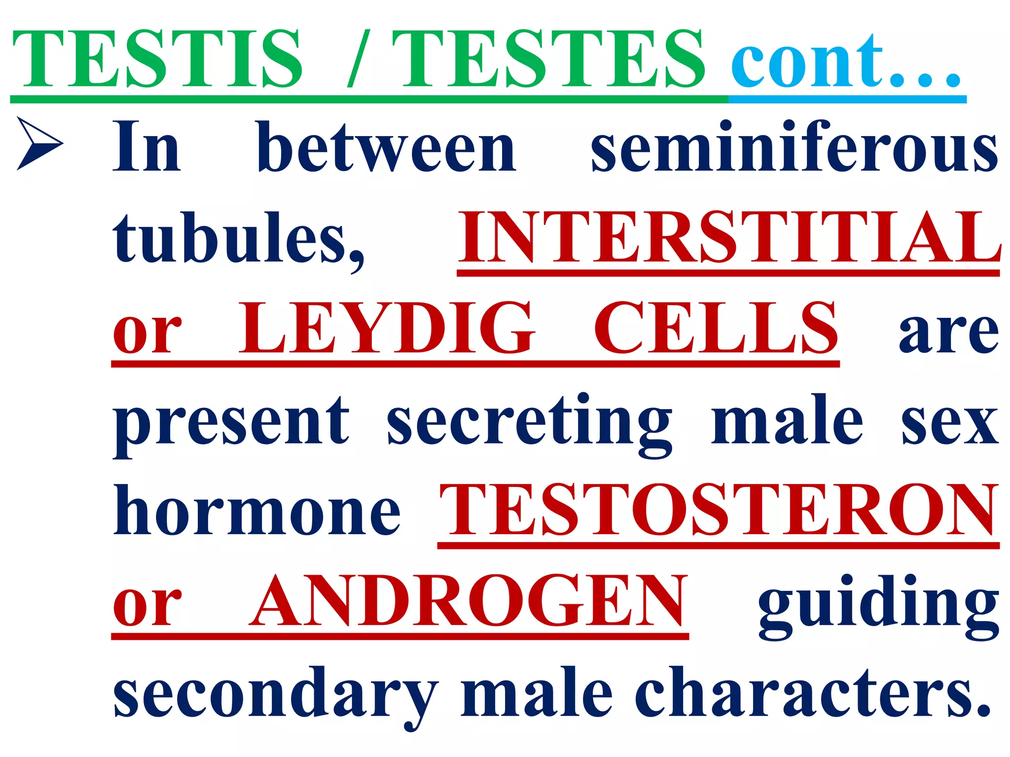 Human Male Reproductive System | PDF